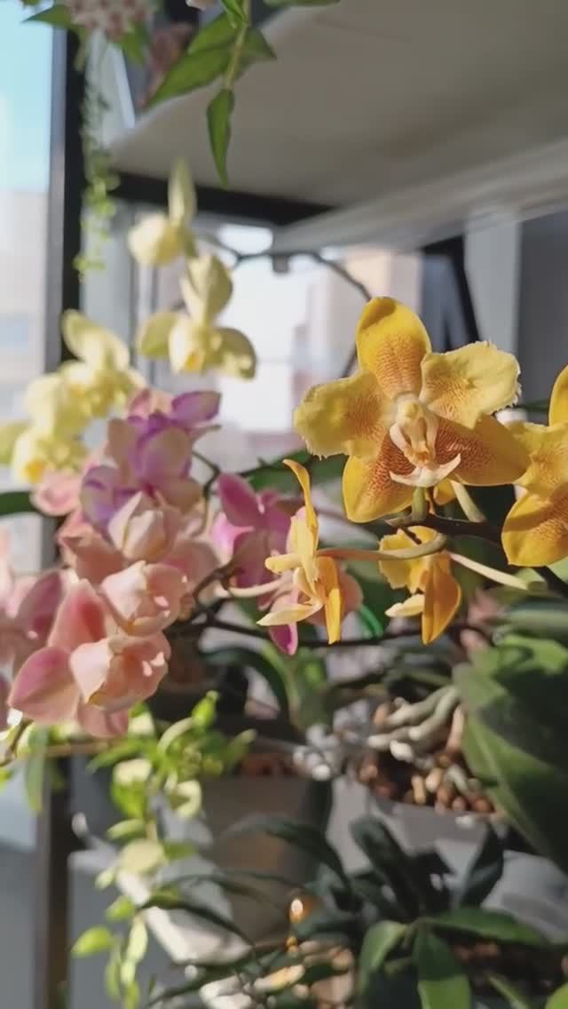 Как я мечтала об этих орхидеях, и как же они меня порадовали в первом домашнем цветении! #орхидеи