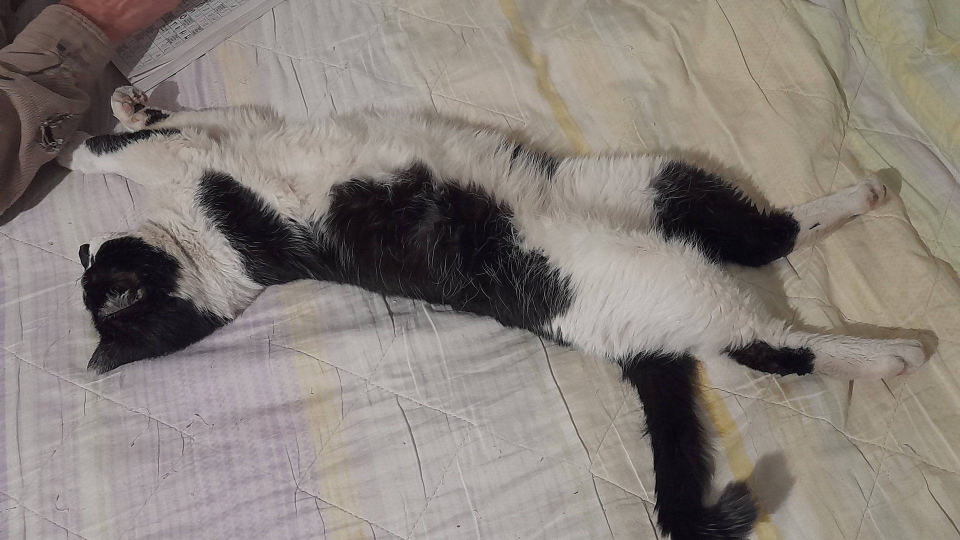 20250807_175942 Холодный август и драчливый кот