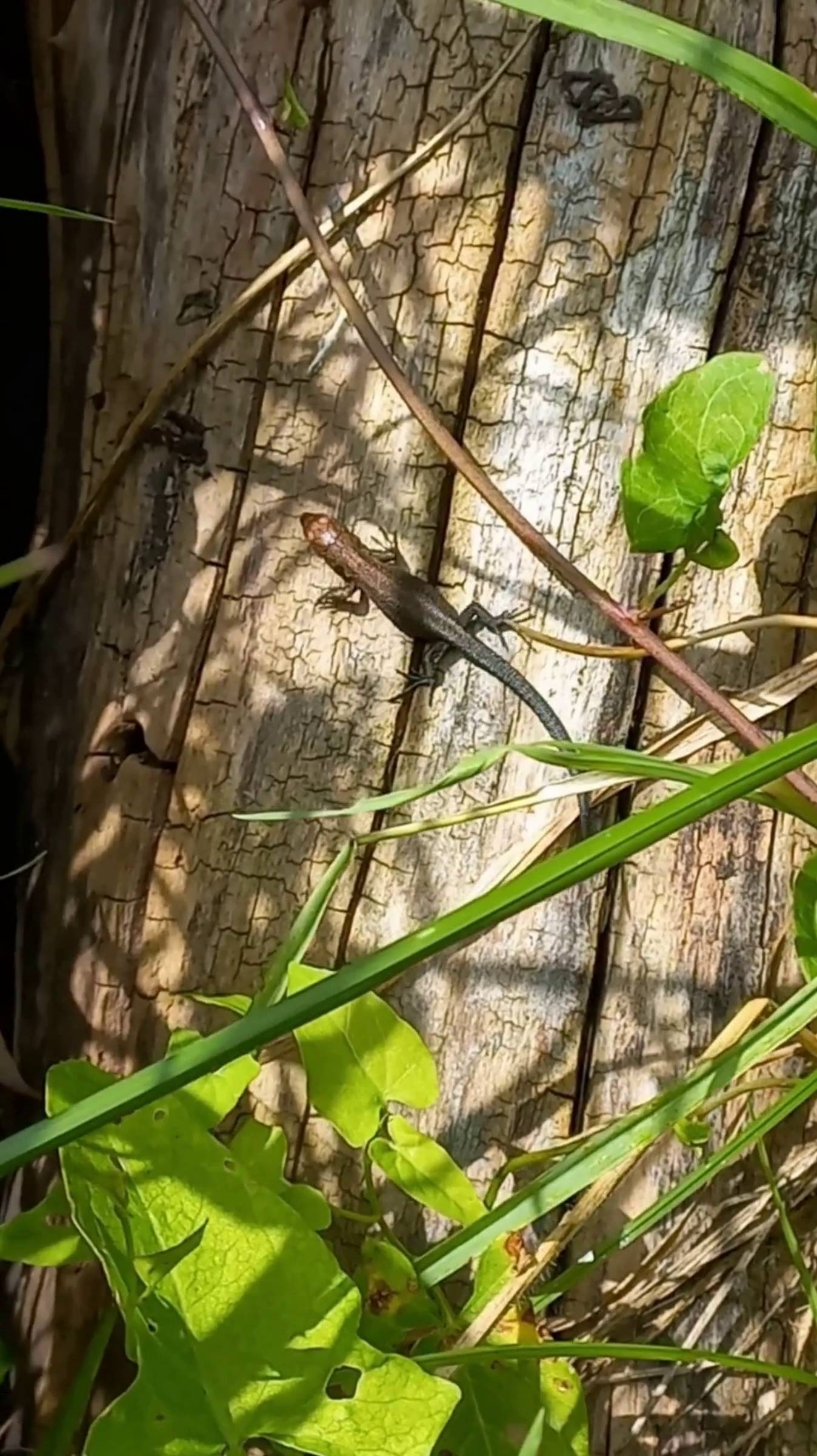 Тритон. Неожиданная встреча с тритоном) Близкая съемка #STR