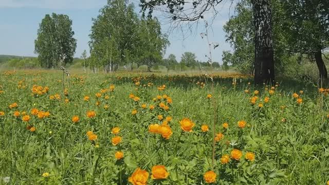 Поле цветов в Сибири (купальница азиатская, или "огоньки").