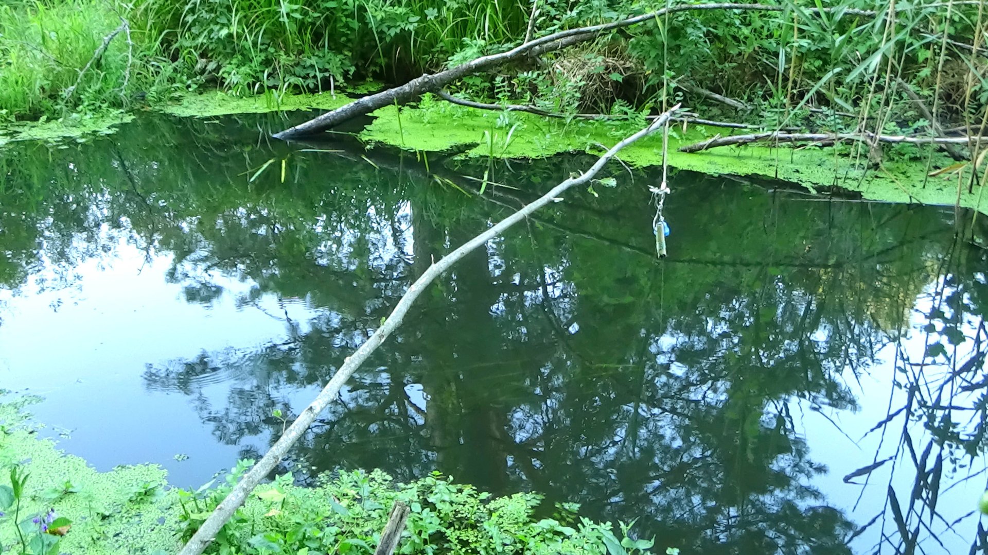Рыбалка на бобровом ручье на простейшие снасти на щуку, есть ли щука в ручье?