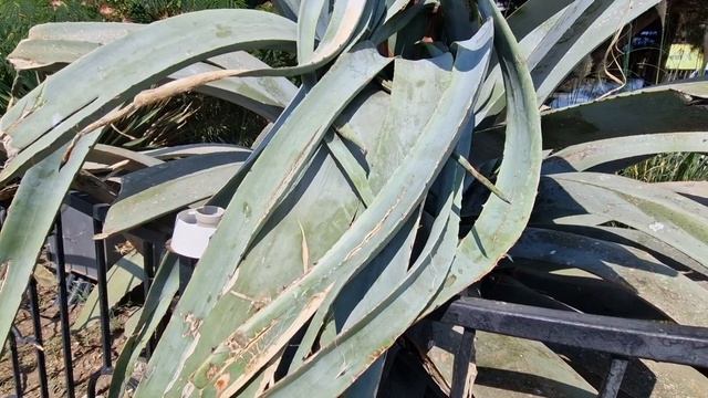 Смертельное цветение агавы