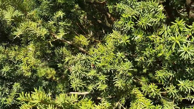 Реликтовые растения_20