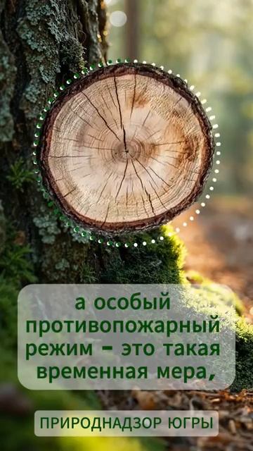 В чем разница между пожароопасным сезоном и особым противопожарным режимом