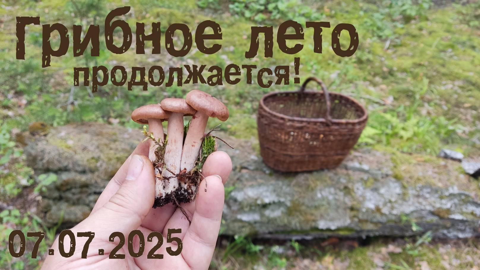 Грибное лето продолжается. 07.07.2025