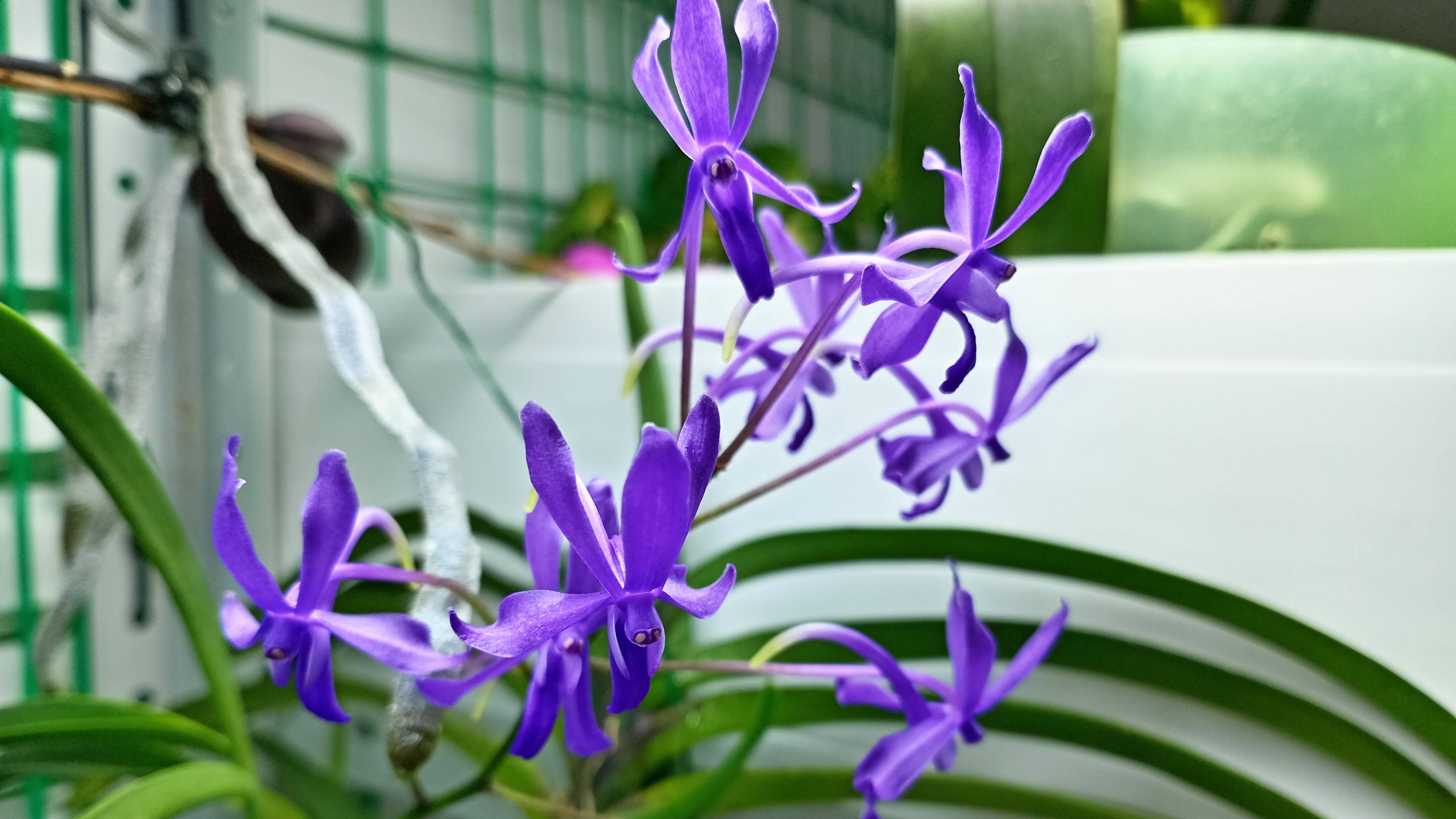Darwinara Charm "Blue Star".(Neofinetia falcata x Vascostylis Tham Yuen Hae). Редкая орхидея.