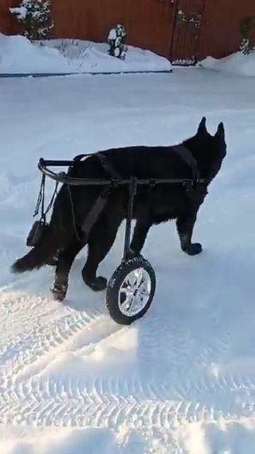 video5244995249918460104