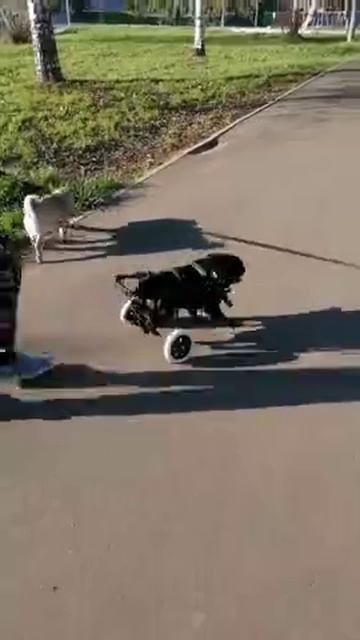 WhatsApp Video 2024-02-09 at 11.53.32