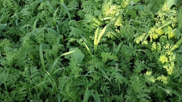 Сидерыты: моя бесполезная пока затея