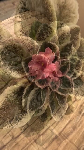 Фиалка ЛЕ-Одалиска 17 07 25г