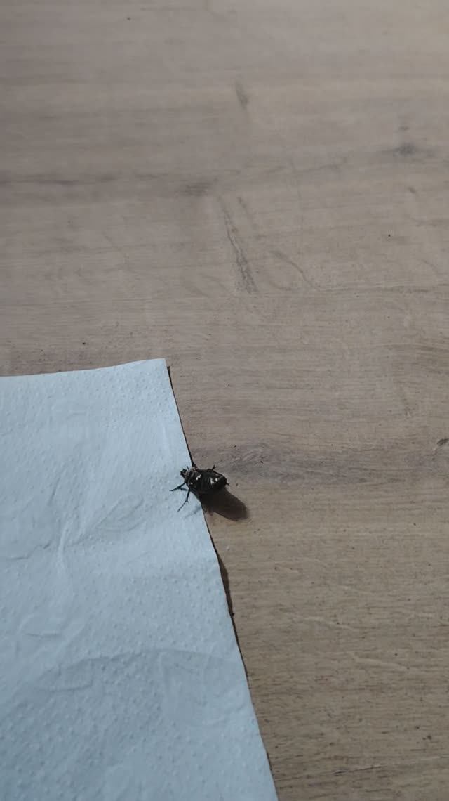 Жук на Горе ©20250807