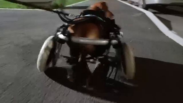 video5278332846199557745