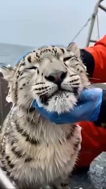 Его не бросили!