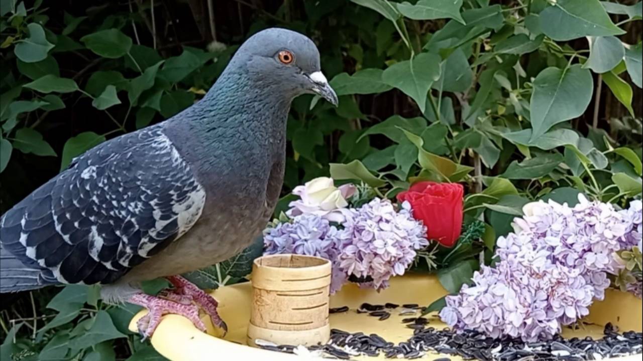 Зеленушки и Голуби прилетели на кормушку (27.05.2025 года)