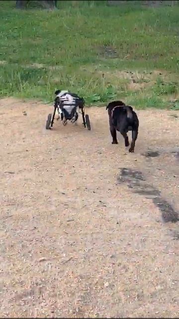 Video_by_Инвалидные_коляски_для_животных_4