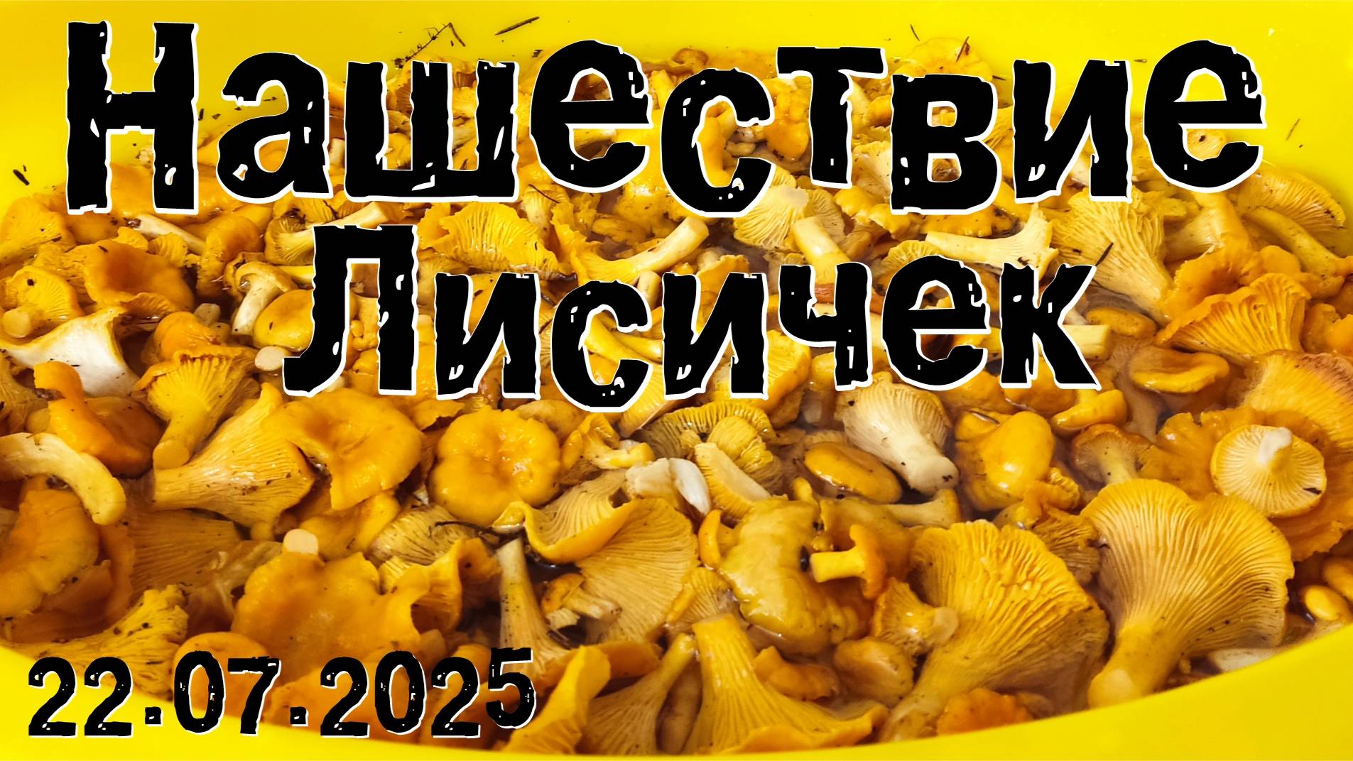 Нашествие лисичек 22.07.2025