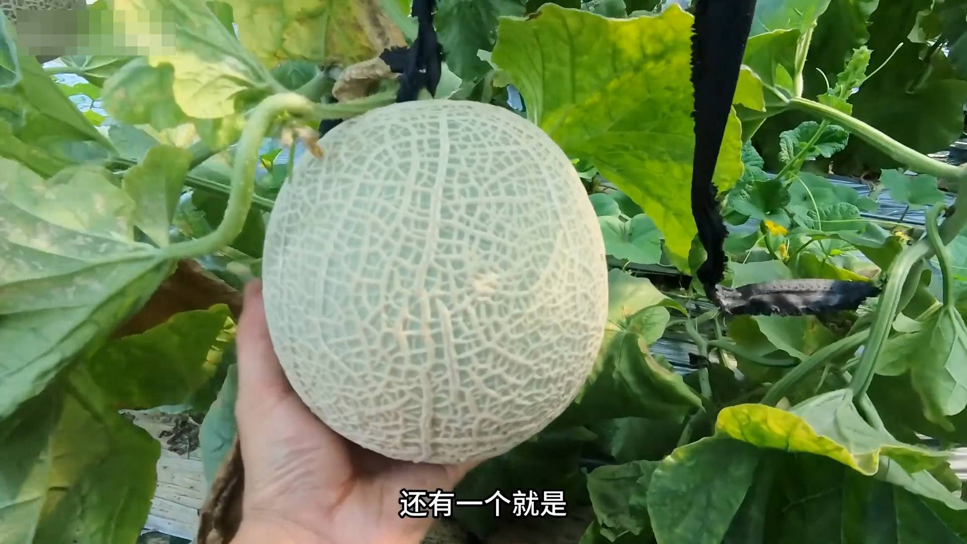 Фермер 97 - Следуйте за мной, я отведу всех собирать канталупу