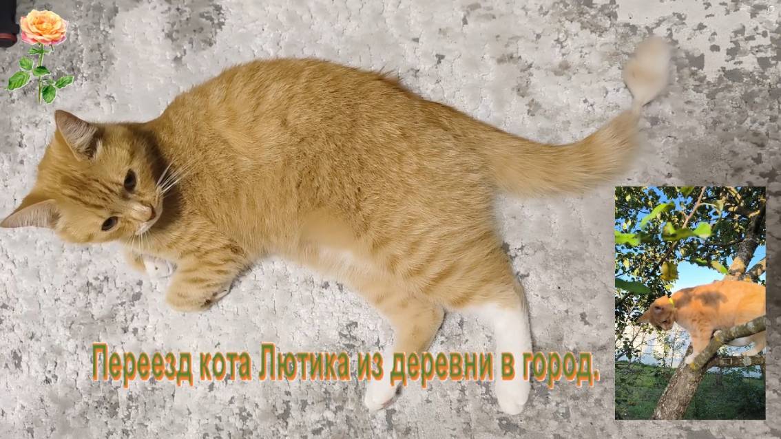 Переезд кота из деревни в город. Кот Лютик скучает по даче. #кот_Лютик_из_деревни_в_город  #кот