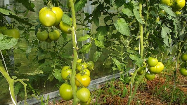 Томаты. Финальная подкормка лимонной кислотой. Получаем богатый и  здоровый урожай.