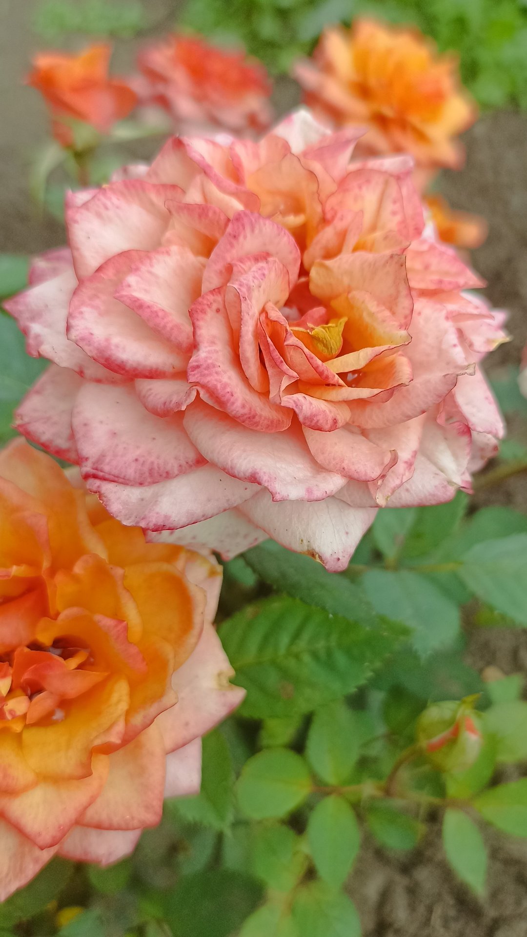 Роза из Пятерочки