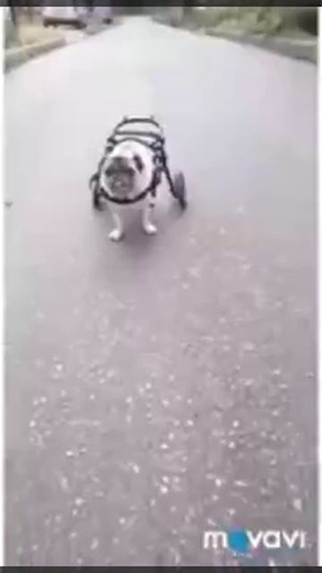 Video_by_Инвалидные_коляски_для_животных_2