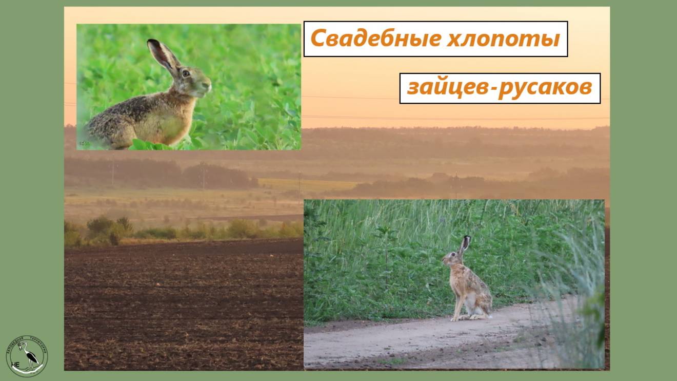 Свадебные хлопоты у зайцев-русаков. Рассвет. Начало августа