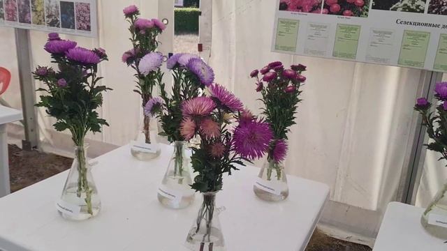 Выставка Астры_20