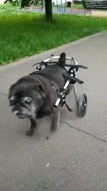 WhatsApp Video 2024-02-09 at 11.51.04