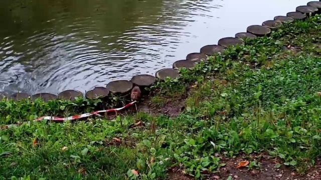 Крыса ворует ленту