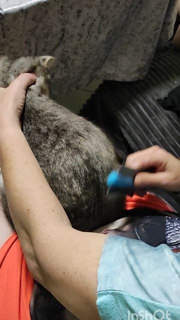 Процедуры для кошачьей красоты. Вычес кошек