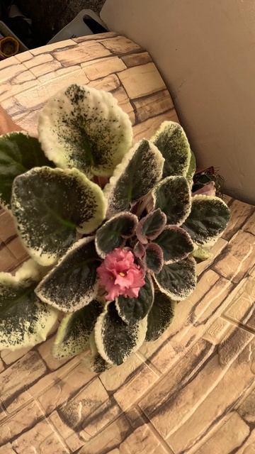 Фиалки ПТ-Хрустальная Леди, ЛЕ-Одалиска, Фиалка ЛЕ-Мачо (спорт) 17 07 25г #Фиалка #Фиалкацветёт