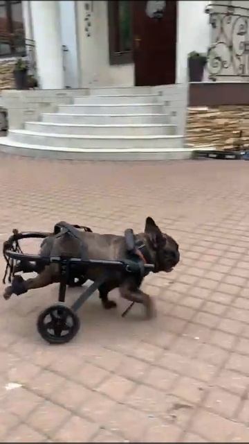 video5323648006757568627