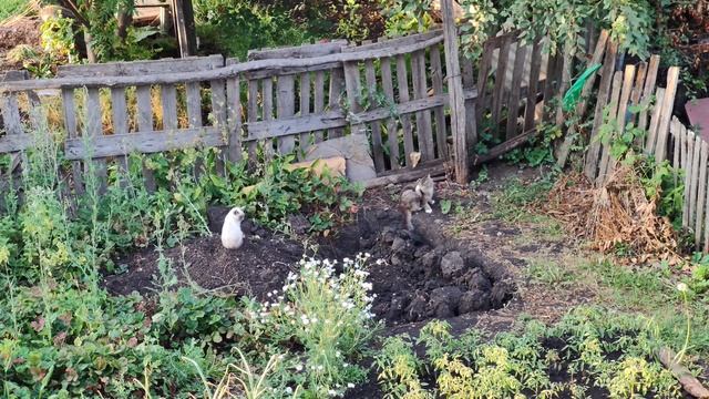 Кошки играют на деревенском огороде