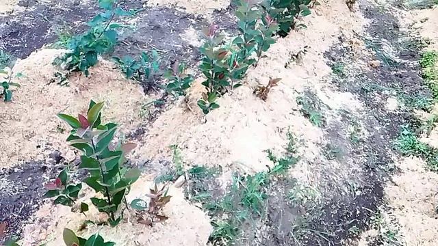 Как вырастить безвирусные подвои для плодовых?