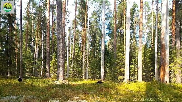 Вороны в лесу заповедника Кивач 02.08.2025