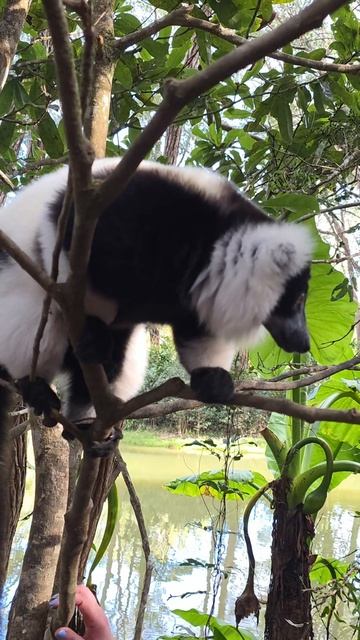 Лемур акробат на Мадагаскаре