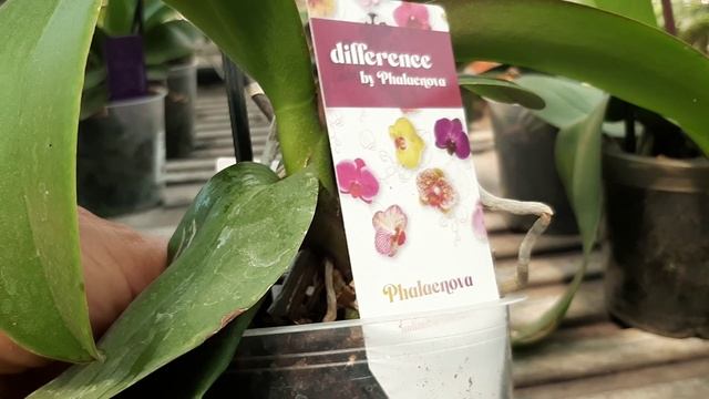 Крым. Обзор орхидей в садовом центре.