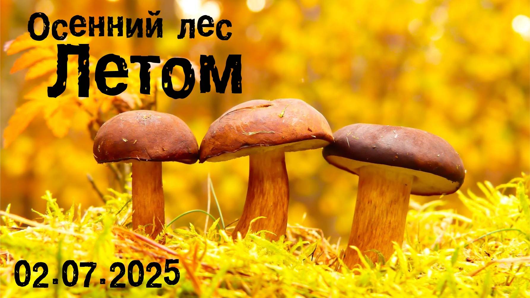 Осенний лес летом 02.07.2025