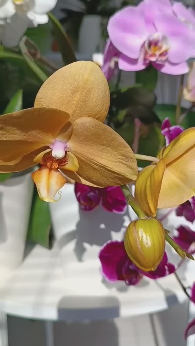 Цветы напоминают о прекрасном. Остановитесь, осмотритесь и вдохните их чудесный аромат ✨🌸🧚 #орхиде