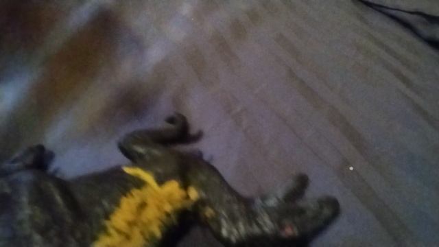 ЗУХАМИМУС ПРОТИВ ИНДОРАПТОРА