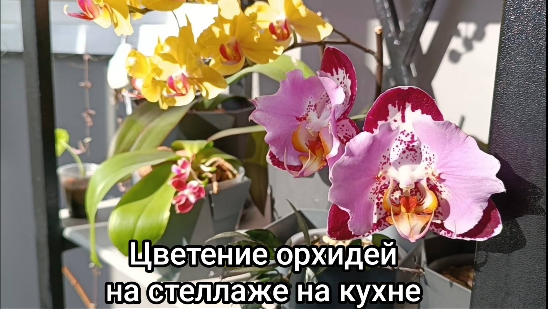 Поход за МХОМ 🌲 Цветение моих ОРХИДЕЕК 🌸