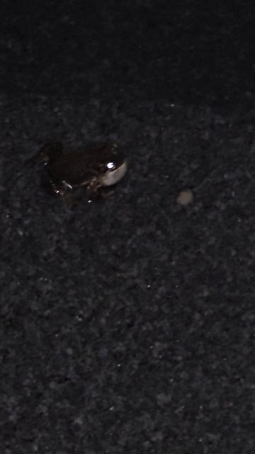 Кваканье лягушек в Краснодаре , в парке Галицкого.