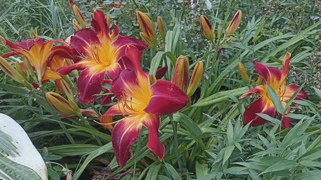 Дача 1-3 августа 2025 2часть. О лилейниках спайдерах, Paris (вороний глаз), зацветают душистые хосты