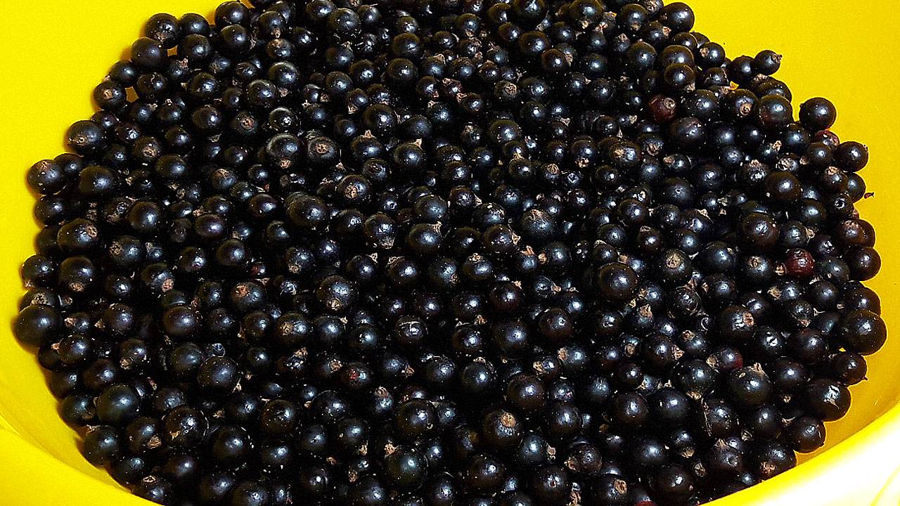 💜 Заготовка черной смородины без варки и сахара: польза и аромат свежих ягод до самой весны! 🍇❄