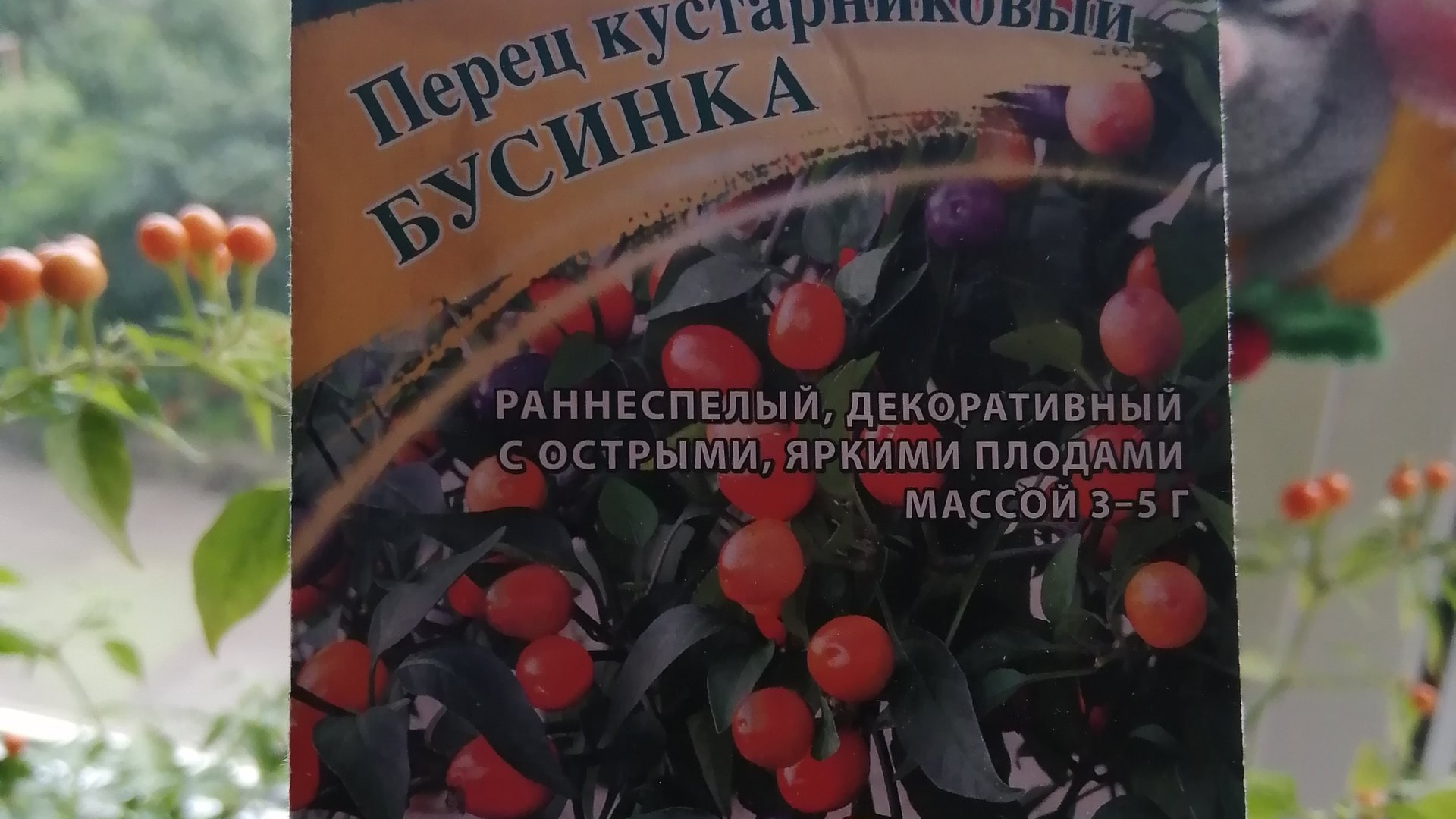 Перец "Бусинка ". Мой опыт выращивания горького перца в горшке🌶️🌶️👍