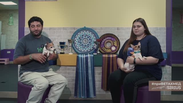 Американский гладкошерстный той-фокстерьер // #приВЕТАХМЕД