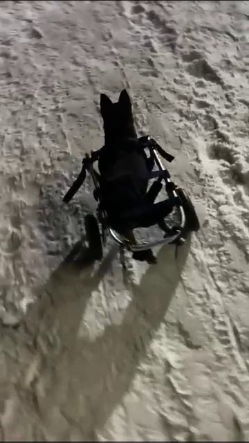 Видео_от_Инвалидные_коляски_для_животных_1