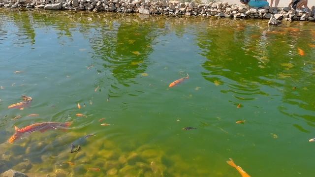 Крым Новый Херсонес в Севастополе. Лето  июль 2025