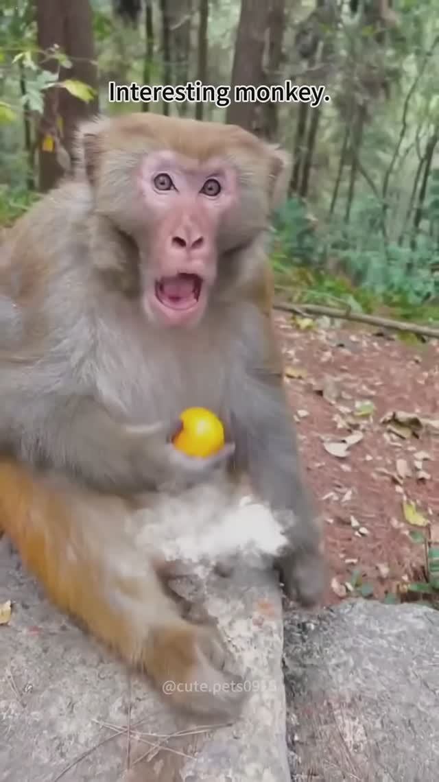 Обезьяны, попробуй не смеяться...