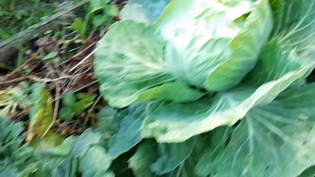 Капуста на грядках